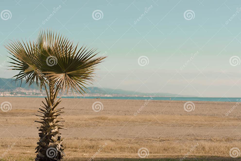 Small Palm Tree on the Beach Stock Image - Image of holiday, atlantic ...