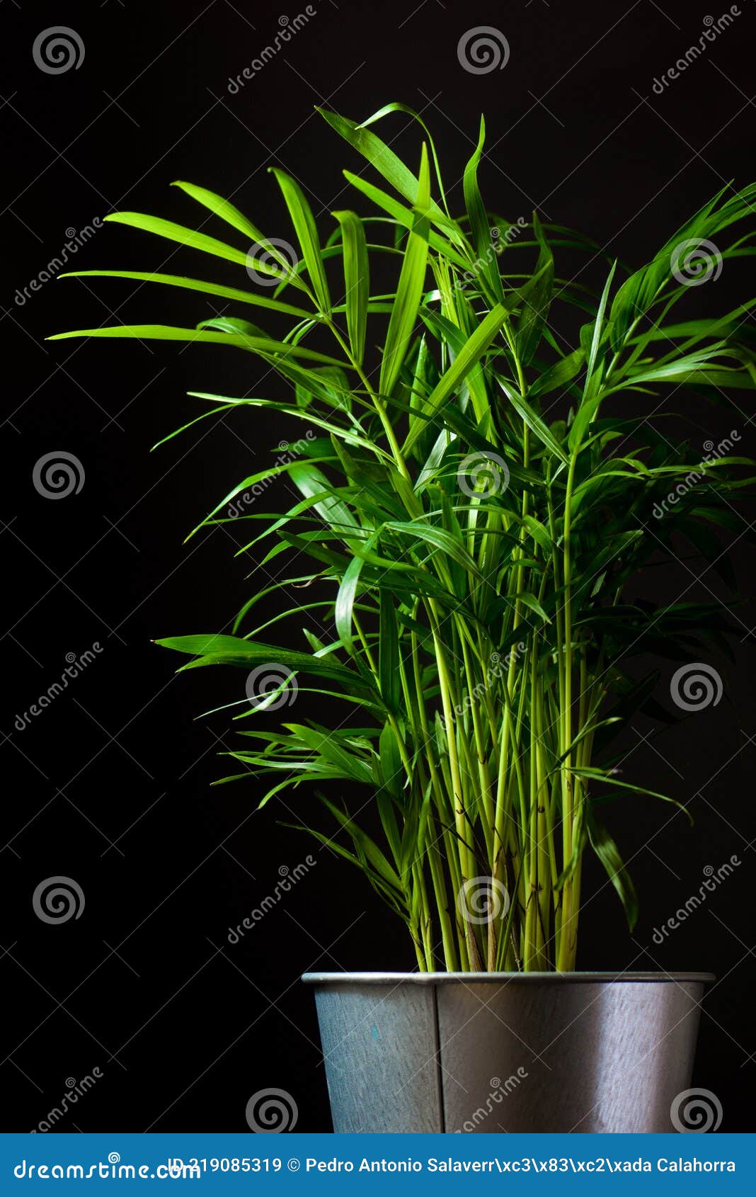 Small palm tree stock image. Image of macro, natural - 219085319