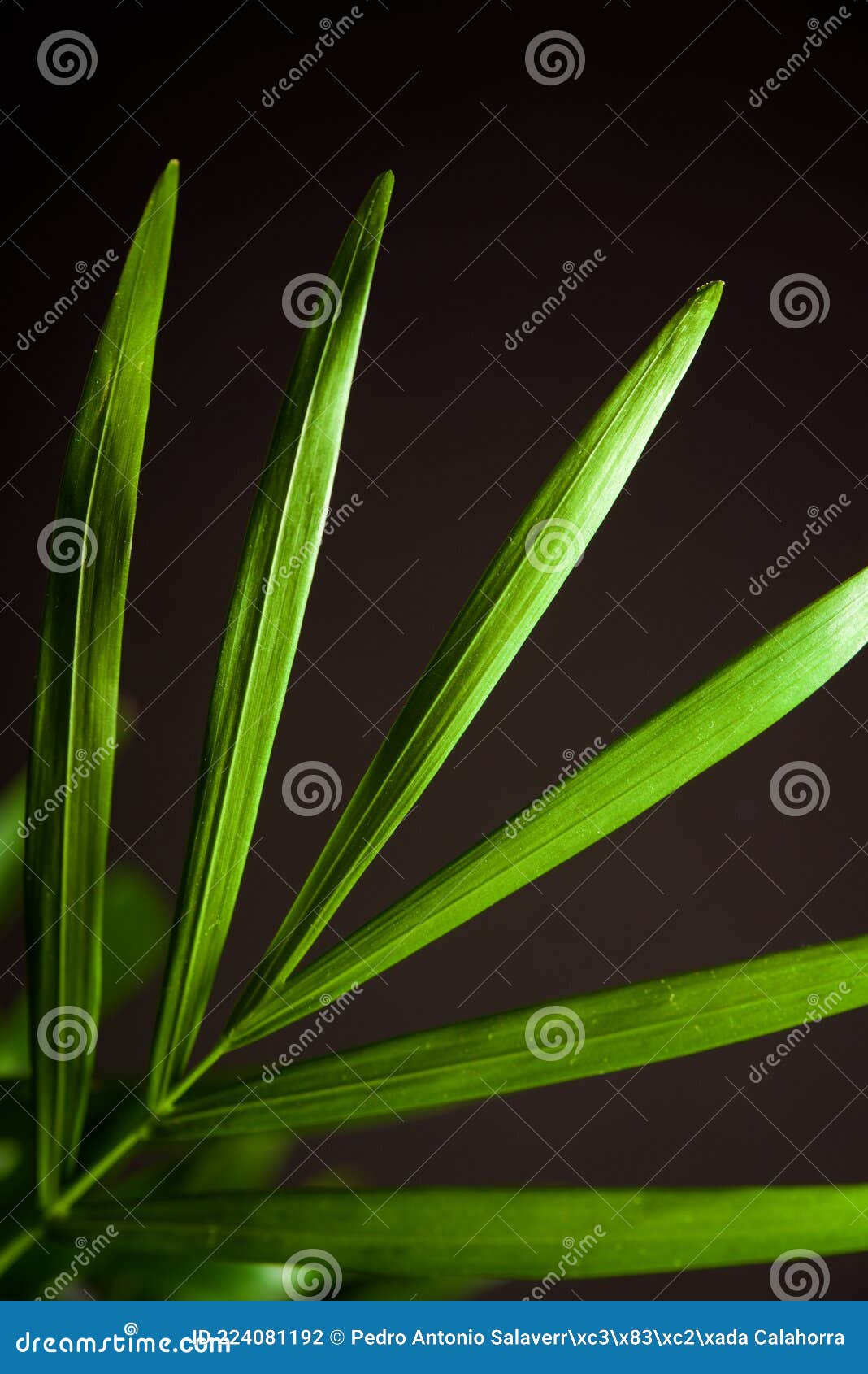 Small palm tree stock photo. Image of botanical, fresh - 224081192