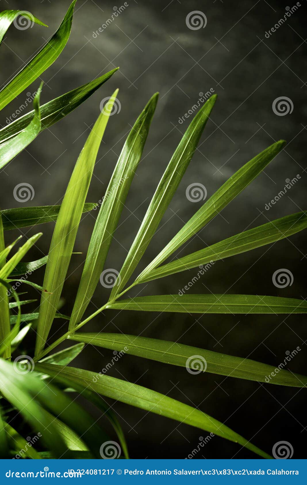 Small palm tree stock image. Image of closeup, macrophotography - 224081217