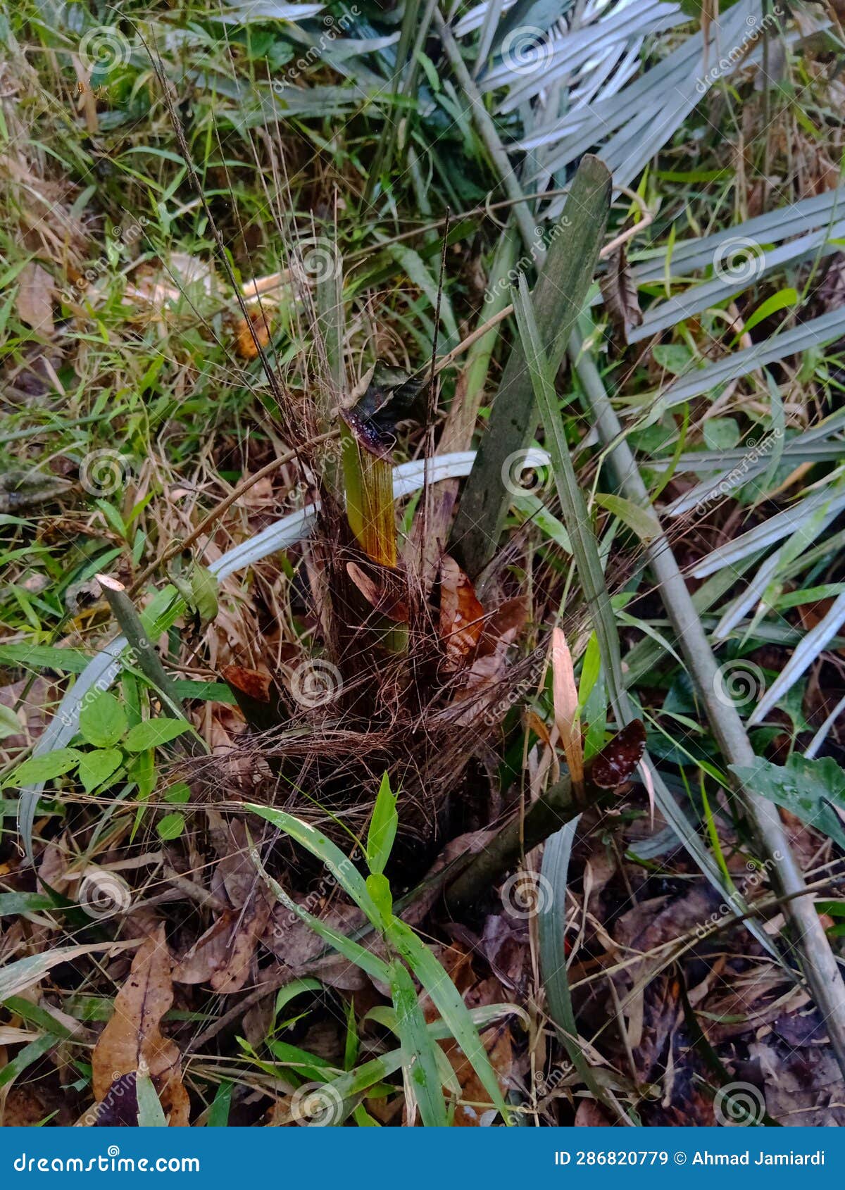 A Small Palm Tree is Cut Down. Stock Image - Image of autumn, woodland ...