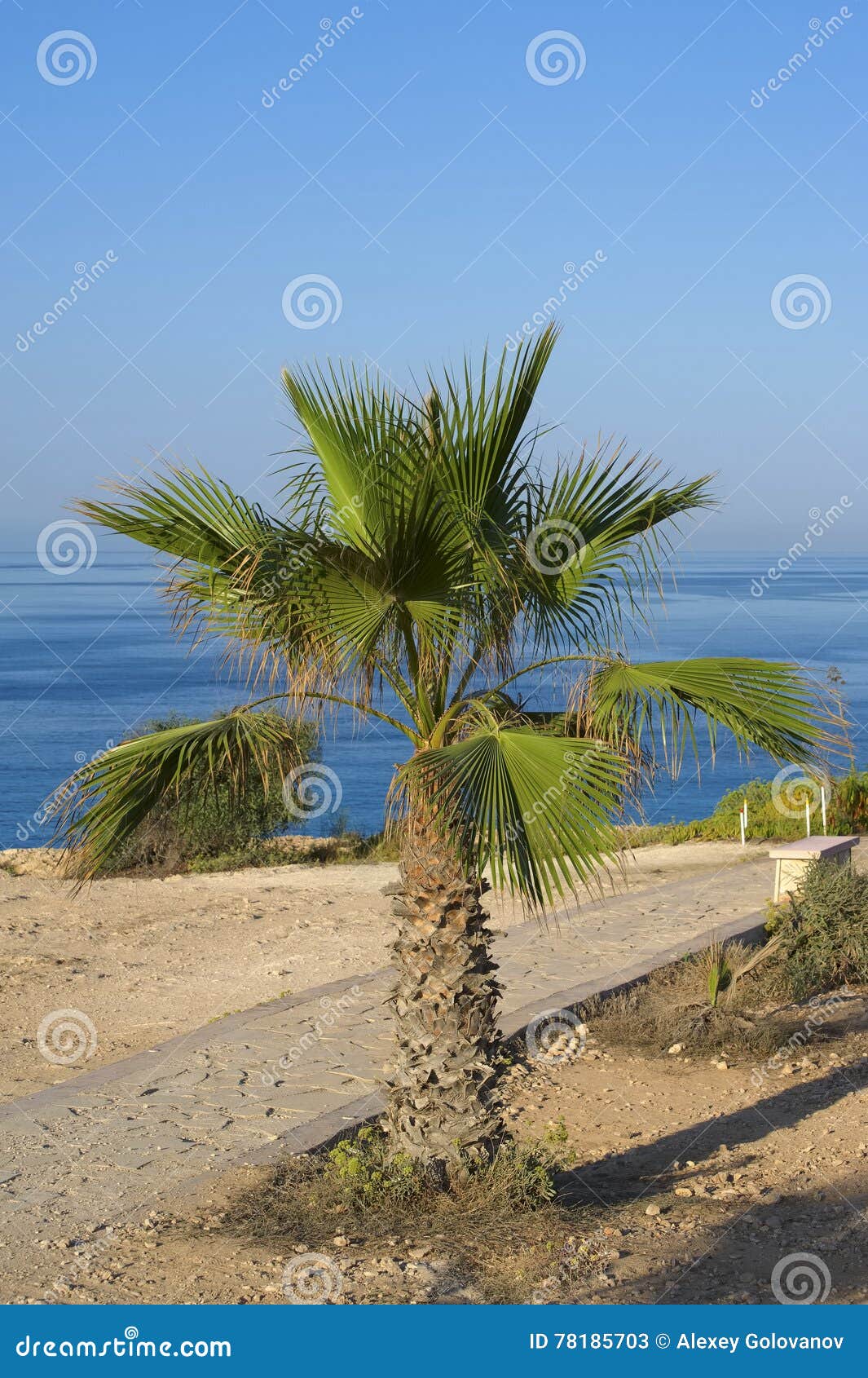 Small palm tree stock image. Image of bench, blue, beach - 78185703
