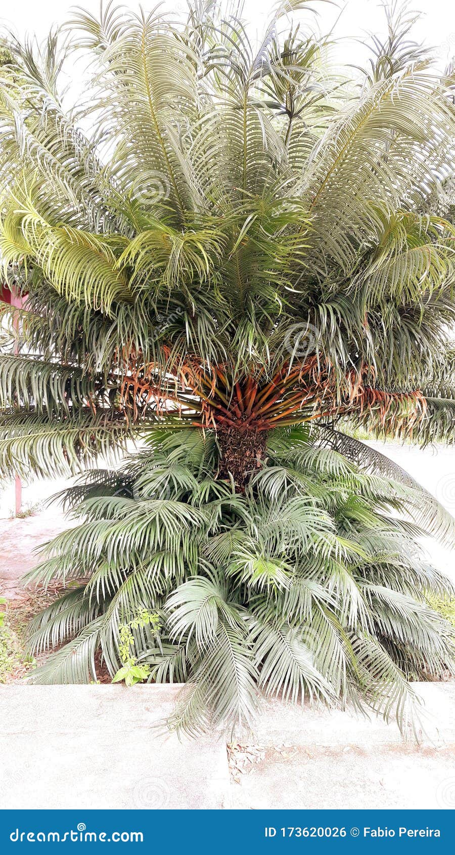 Small palm tree stock photo. Image of tree, small, long - 173620026
