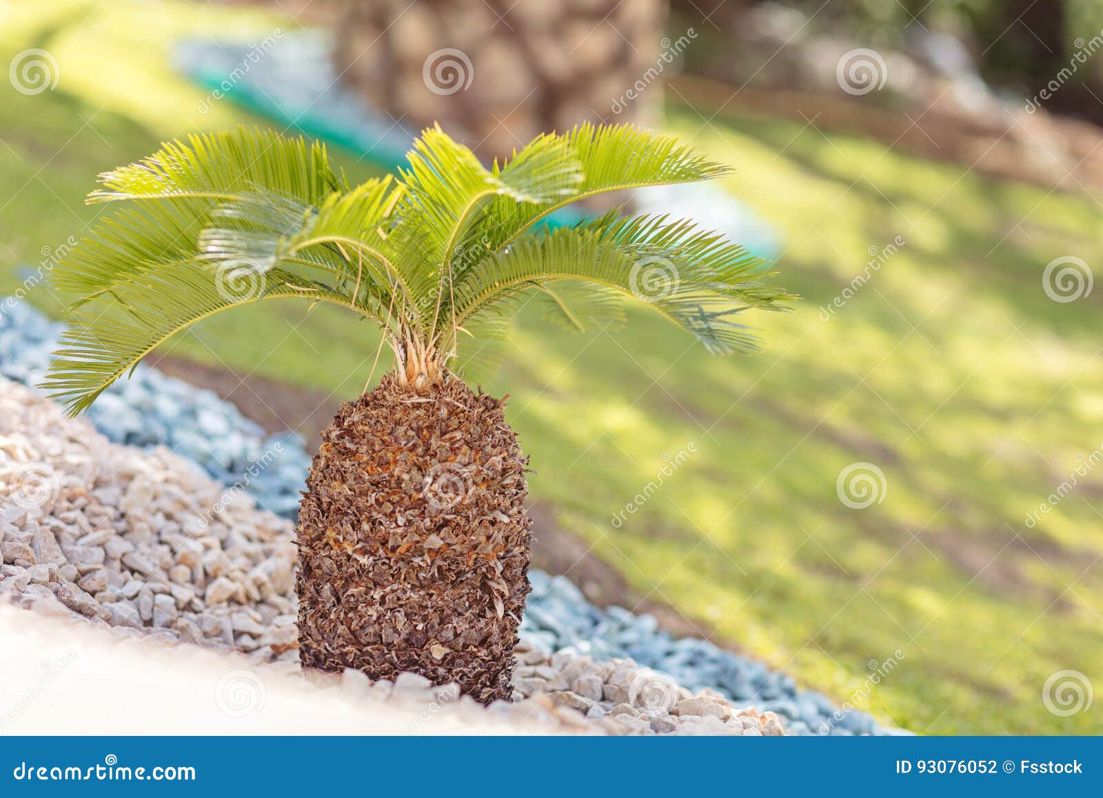 Small Palm Tree with Rocks in Hotel Resort Stock Photo - Image of farm ...