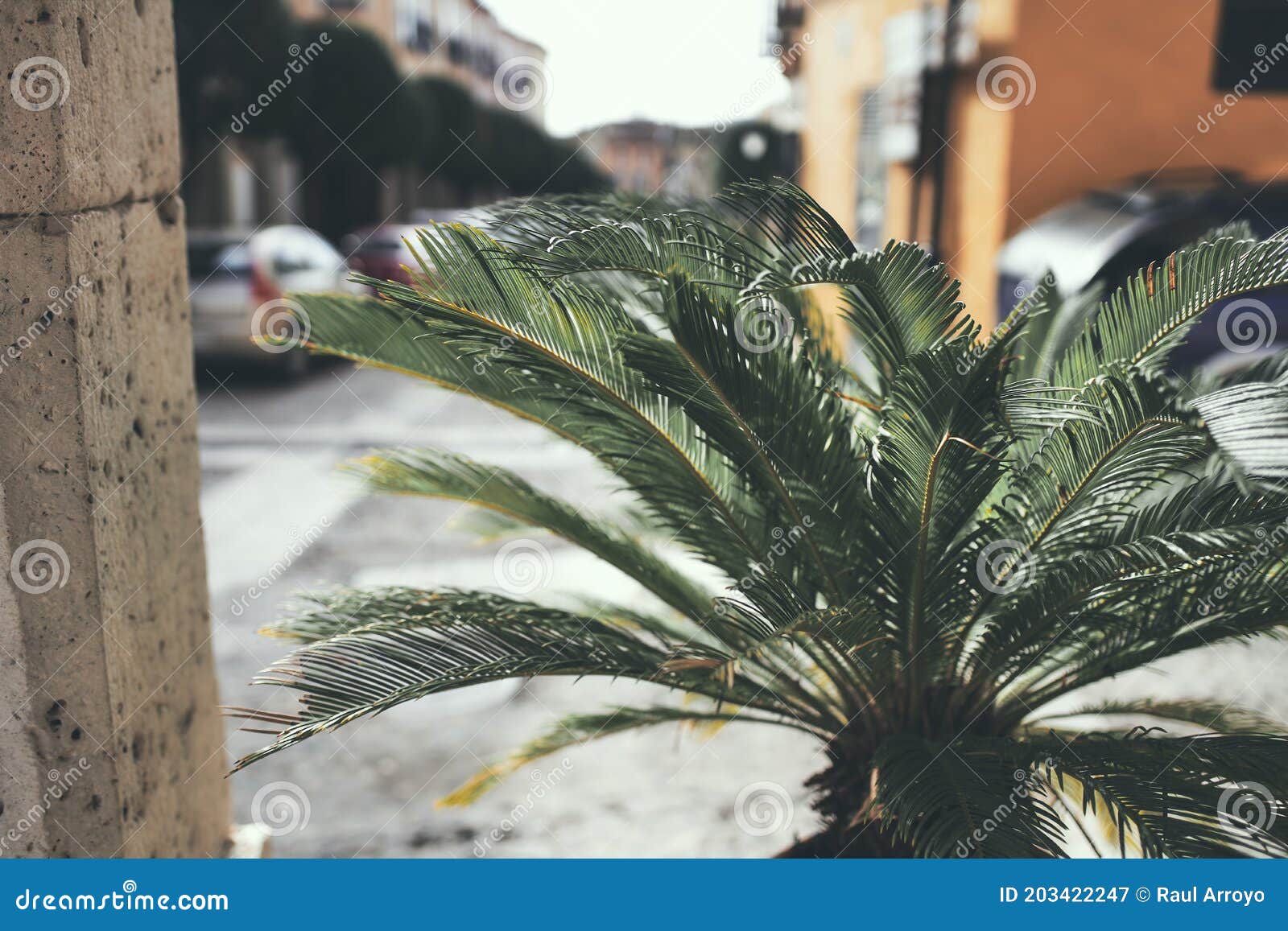 Small Palm Tree Seen from Close Up Stock Image - Image of botany ...