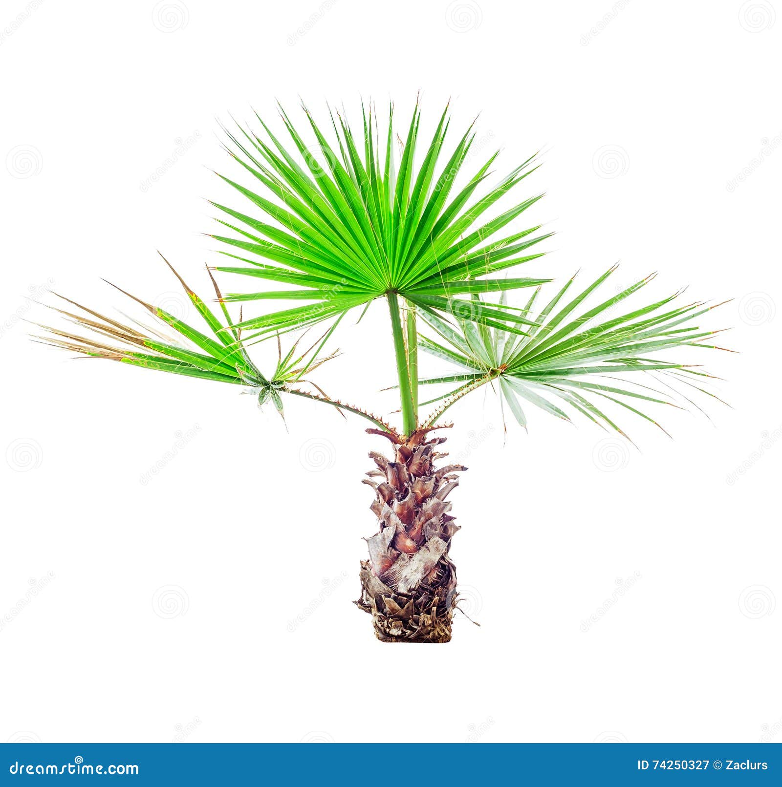 Small Palm Tree Stock Image | CartoonDealer.com #90106969