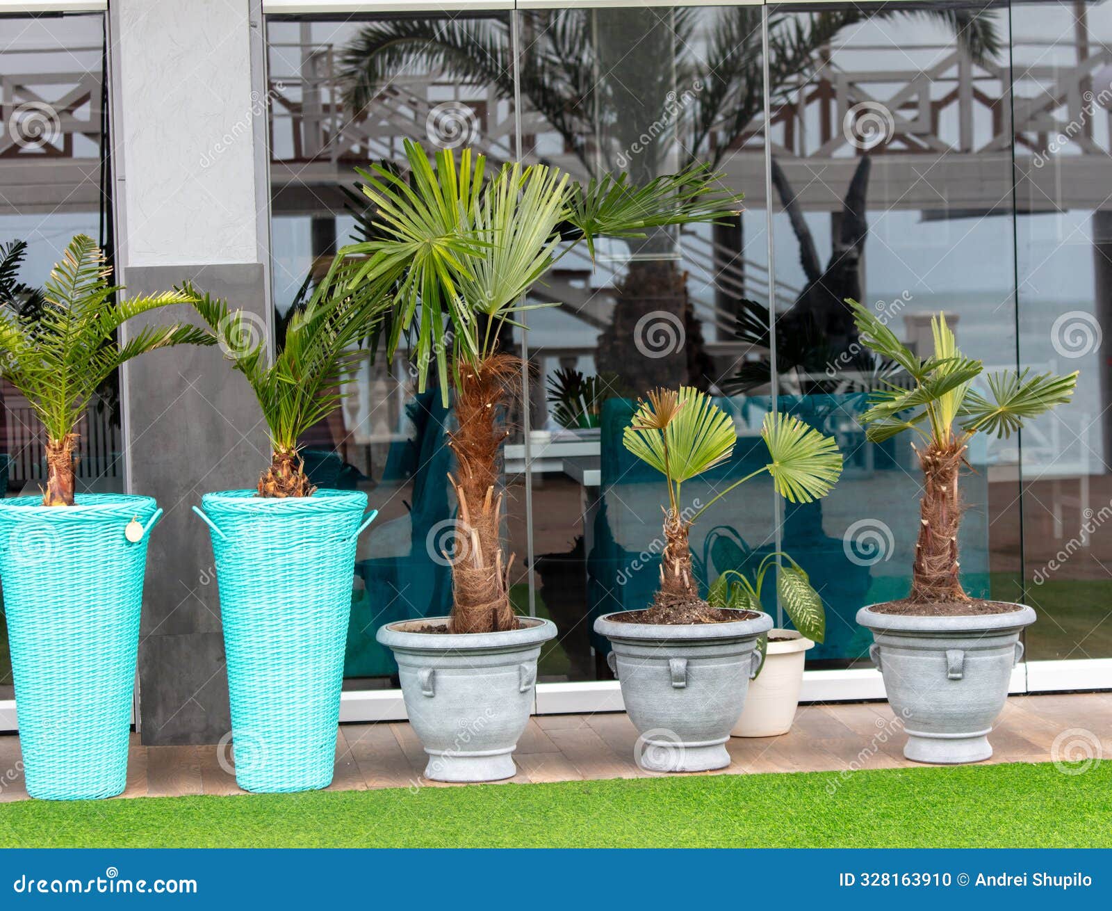 Small Palm Trees in Pots Near the Building Stock Photo - Image of ...
