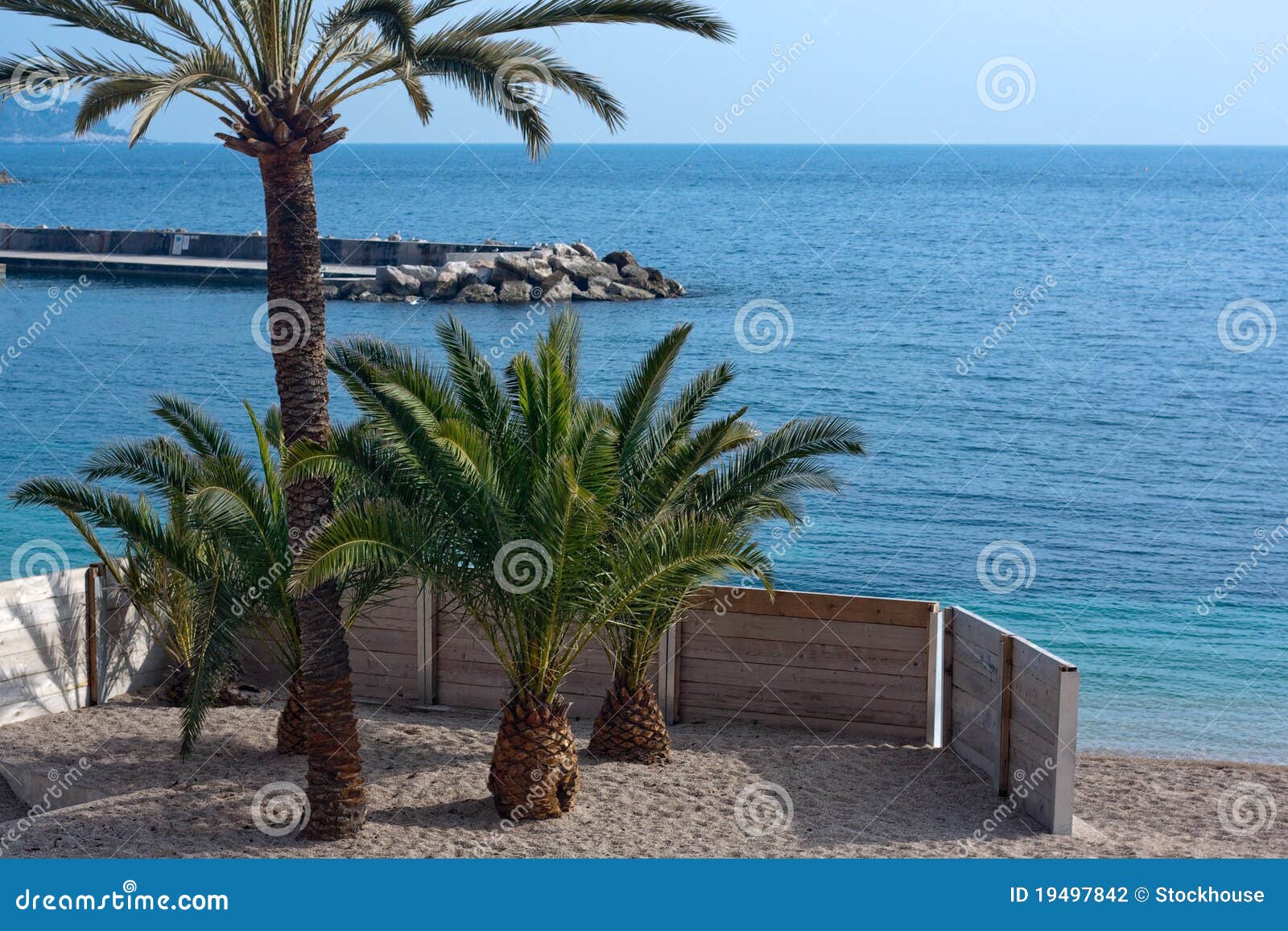 Small Palm Trees on Tropical Beach Stock Photo - Image of ocean ...