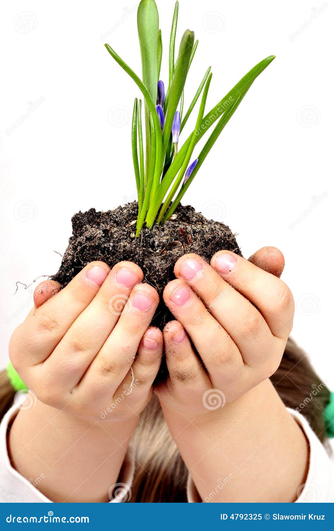Small palnt stock image. Image of hand, plant, tree, stem - 4792325