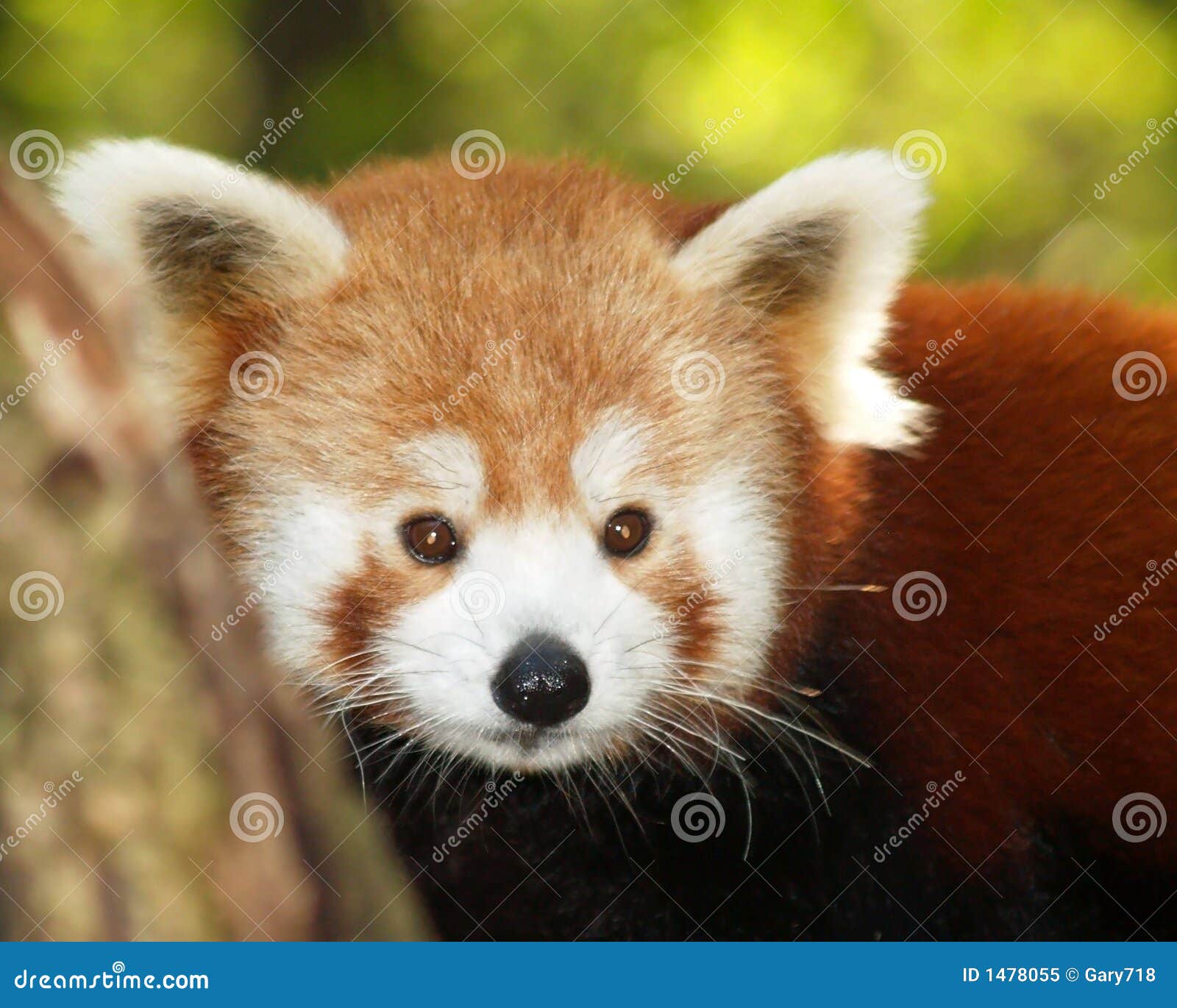 Small panda stock image. Image of endangered, loving, caring - 1478055
