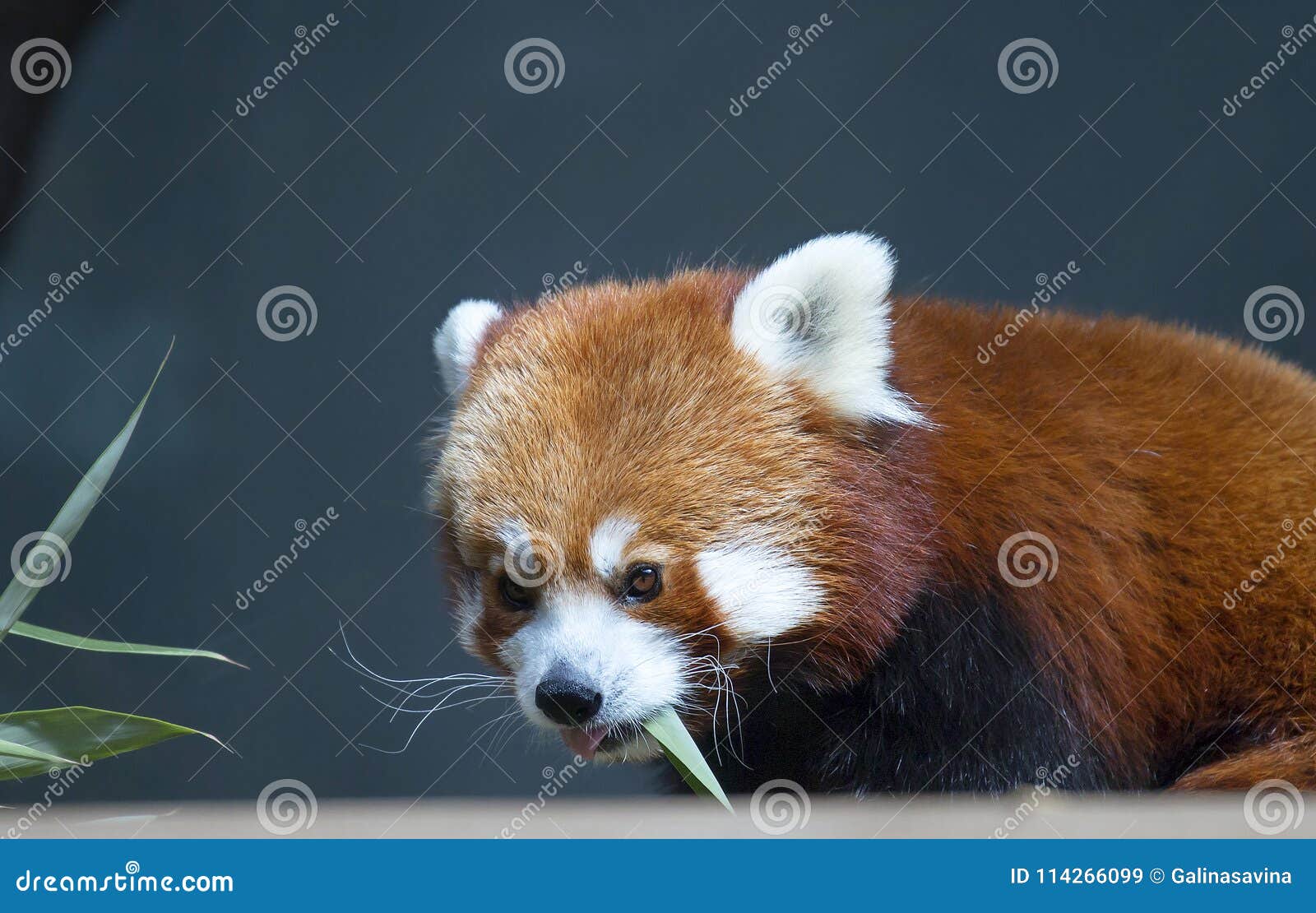 Small Panda red Panda. stock image. Image of color, bear - 114266099
