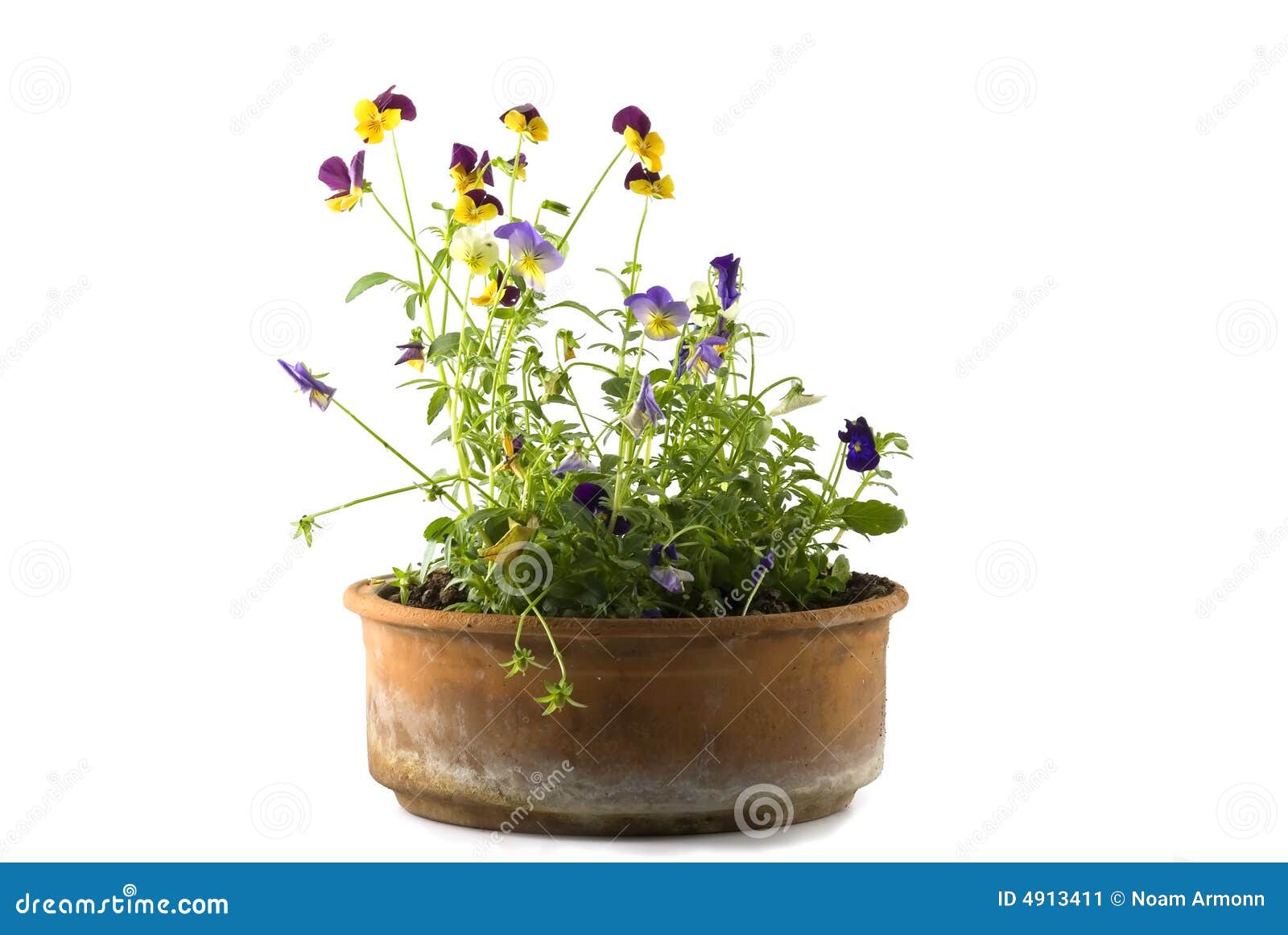 Small Pansy stock image. Image of color, bloom, background - 4913411