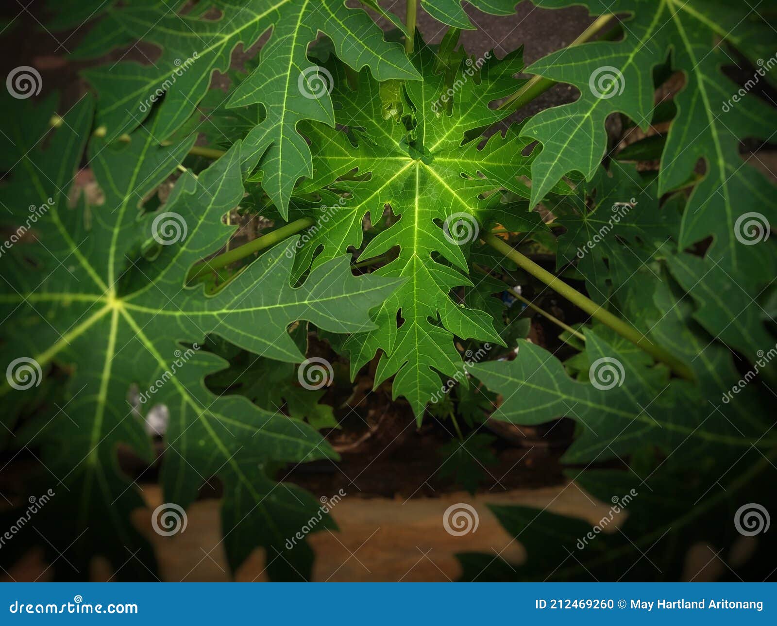 Small Papaya Plant on the Garden from Top View Stock Photo - Image of ...
