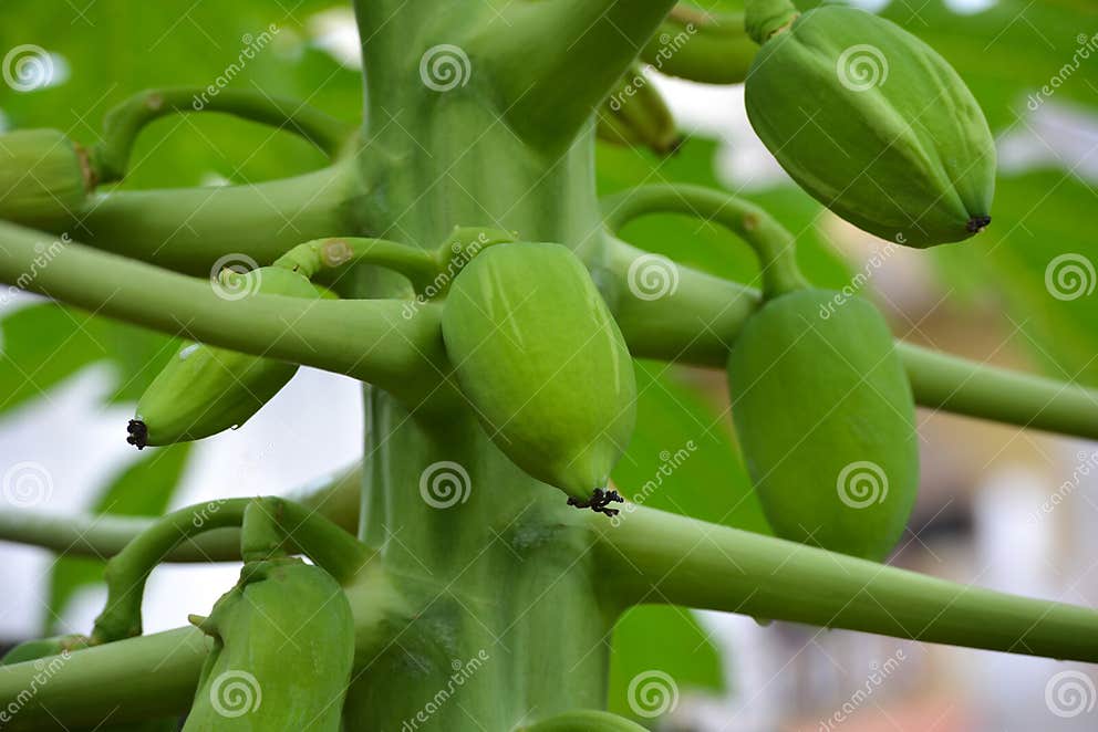 Small Papaya on the Tree in the Garden. Stock Image - Image of leaf ...