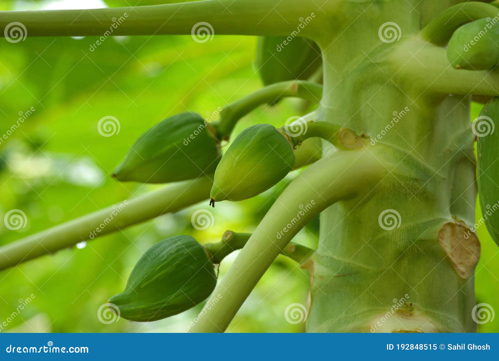Small Papaya on the Tree in the Garden. Stock Image - Image of color ...