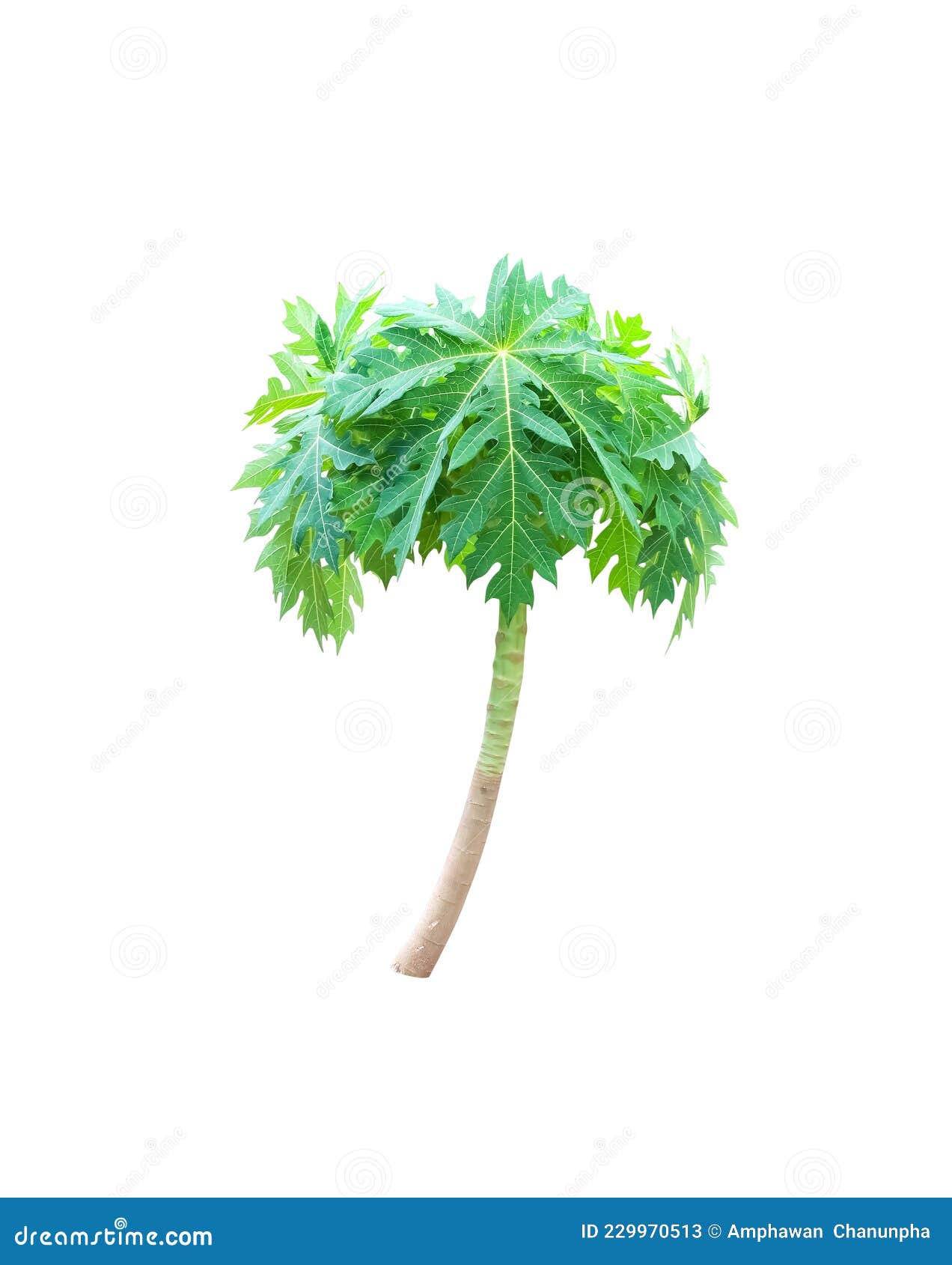 Small Papaya Tree Isolated on White Background , Clipping Path Stock ...