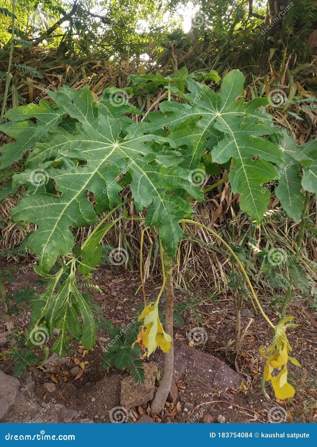 Small Papaya Tree with Leaves Stock Photo - Image of papaya, autumn ...
