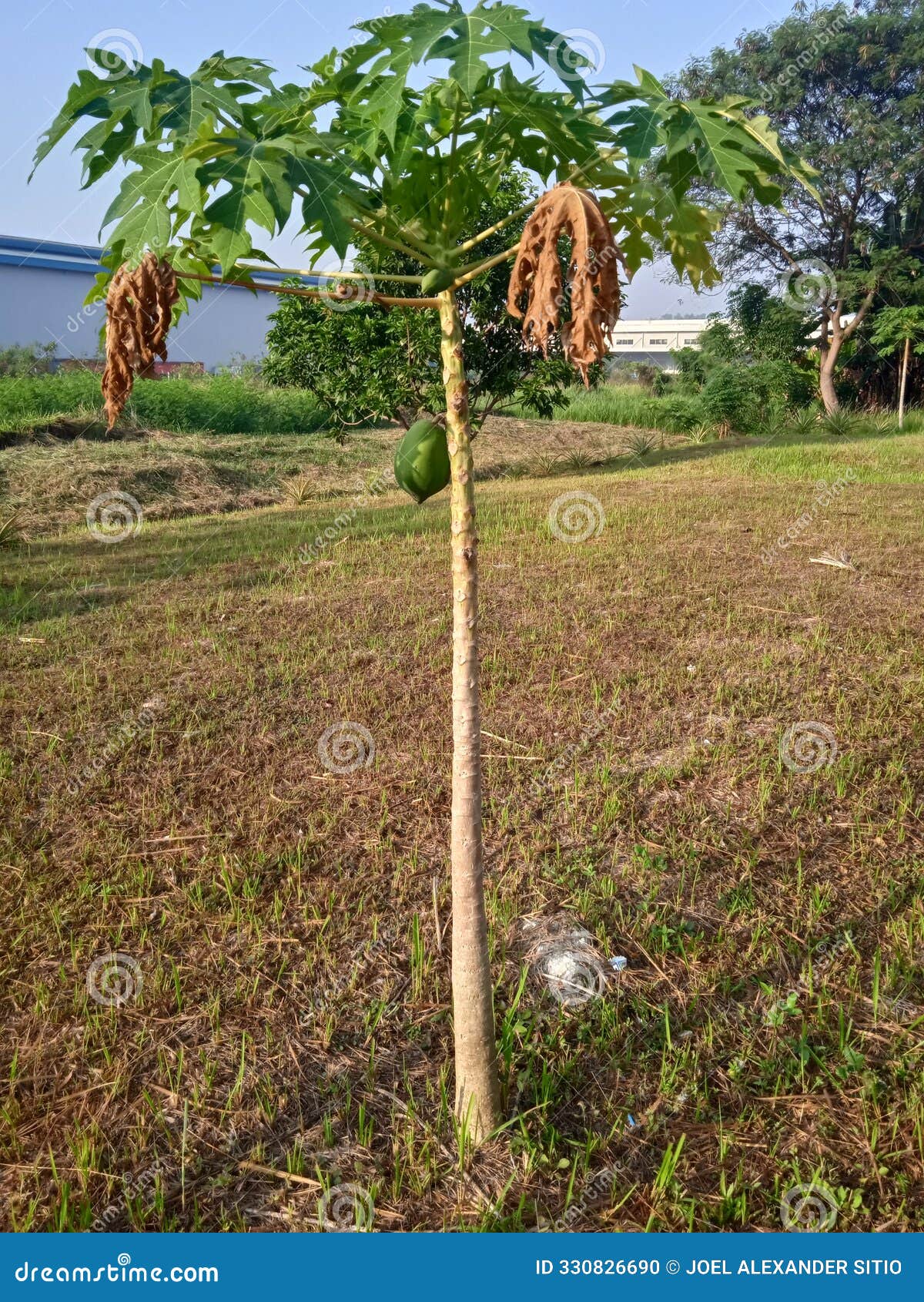 Small papaya tree stock photo. Image of shrub, crop - 330826690