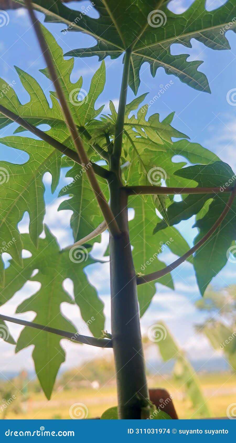 Small papaya tree editorial stock image. Image of papaya - 311031974