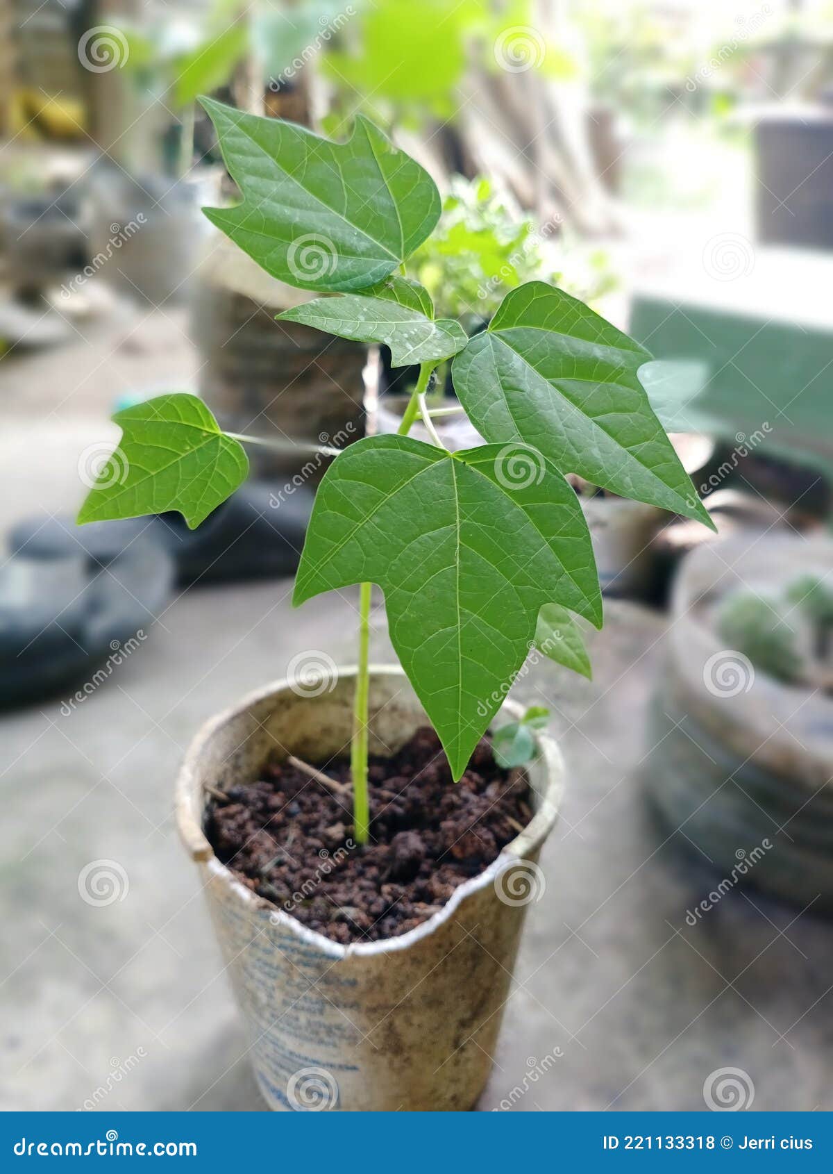 Small Papaya Tree Planted in a Pot Stock Photo - Image of quality ...