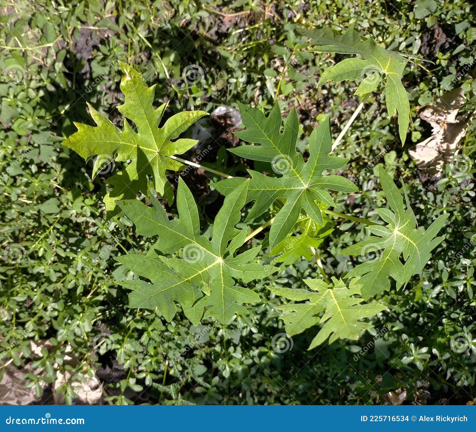 Small Papaya Tree Take from Top View Stock Photo - Image of green, view ...