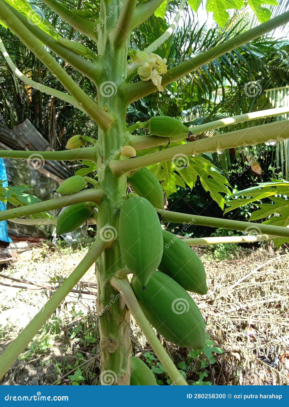 Small Papaya Tree Trunk with Young Papaya Fruit Stock Photo - Image of ...