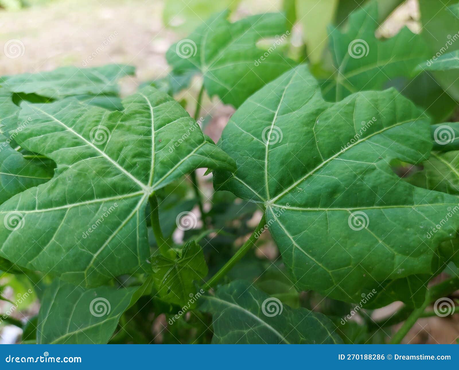A Small Papaya Tree with a Unique Leaf Shape Stock Photo - Image of ...