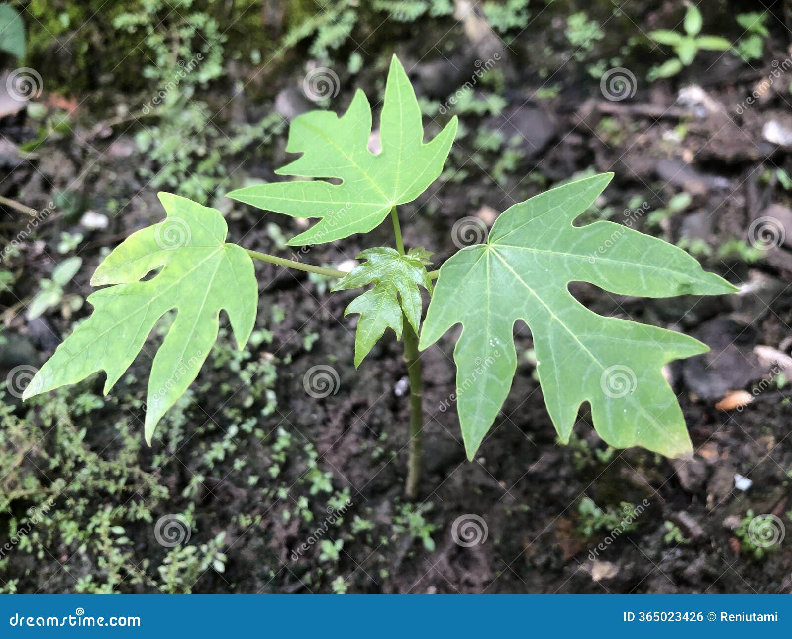 Papaya Tree Royalty-Free Stock Photography | CartoonDealer.com #3025217