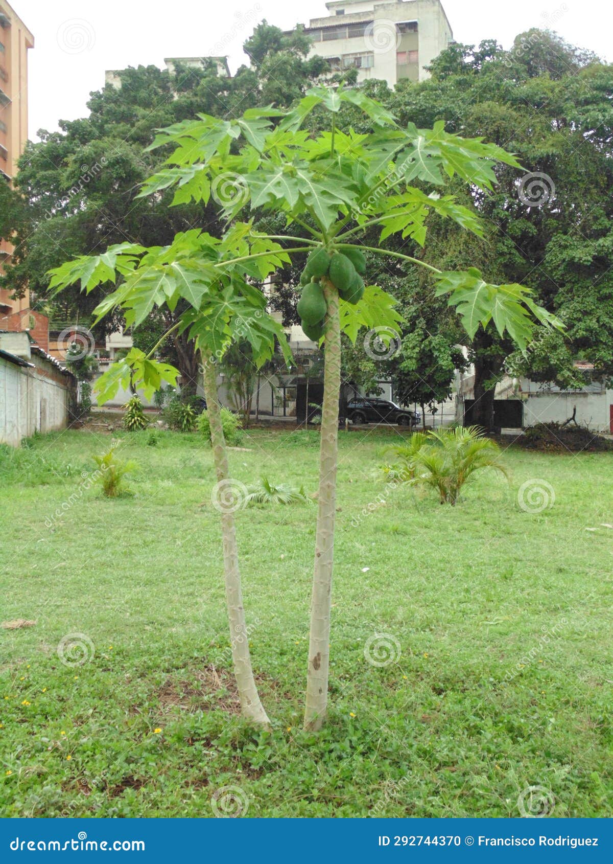 Small Papaya Trees, Early October Stock Photo - Image of h200, fruit ...