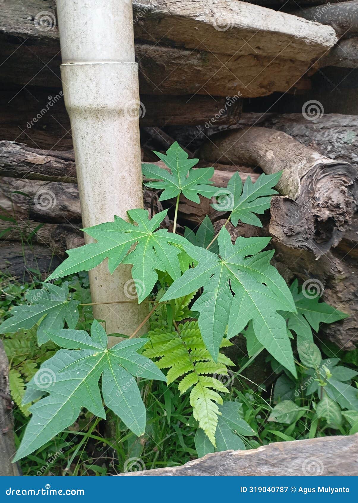 Small Papaya Trees Growing Under Piles of Wood and Grass Stock Image ...