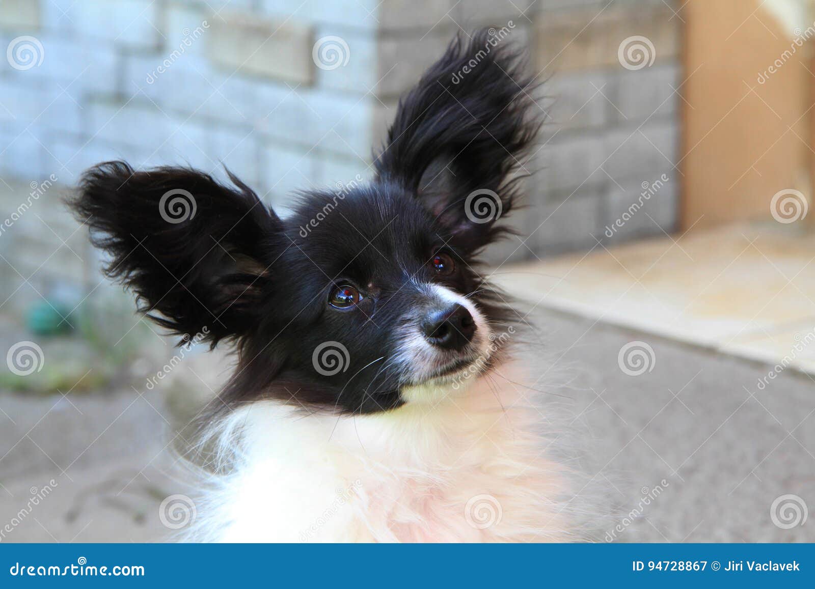 Small papillon puppy stock image. Image of nature, happy - 94728867