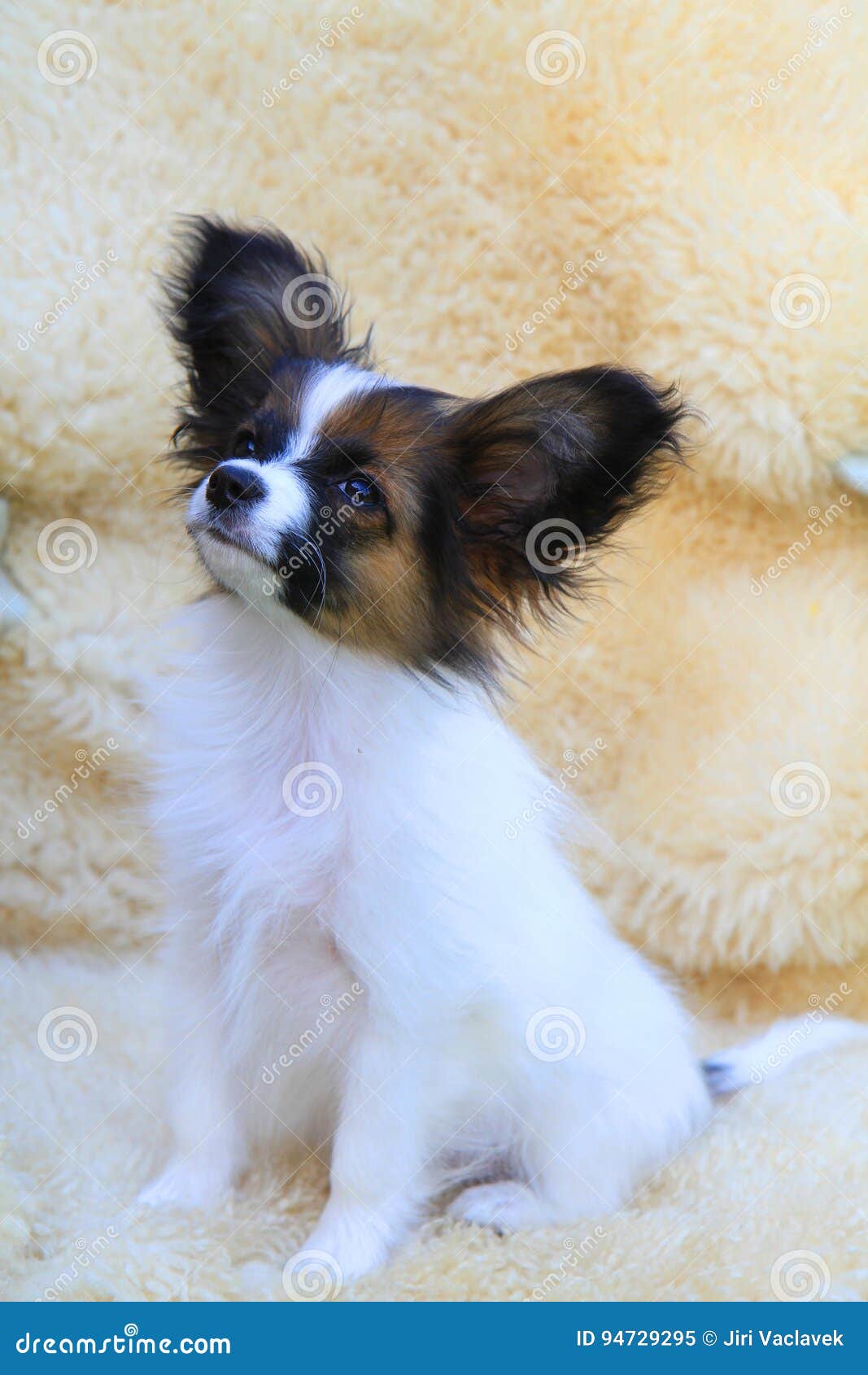 Small papillon puppy stock image. Image of outdoor, nature - 94729295