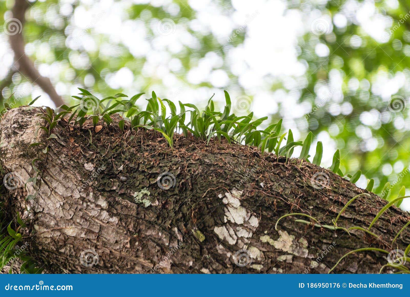 A Small Parasite Grows on a Large Branch Stock Photo - Image of foliage ...
