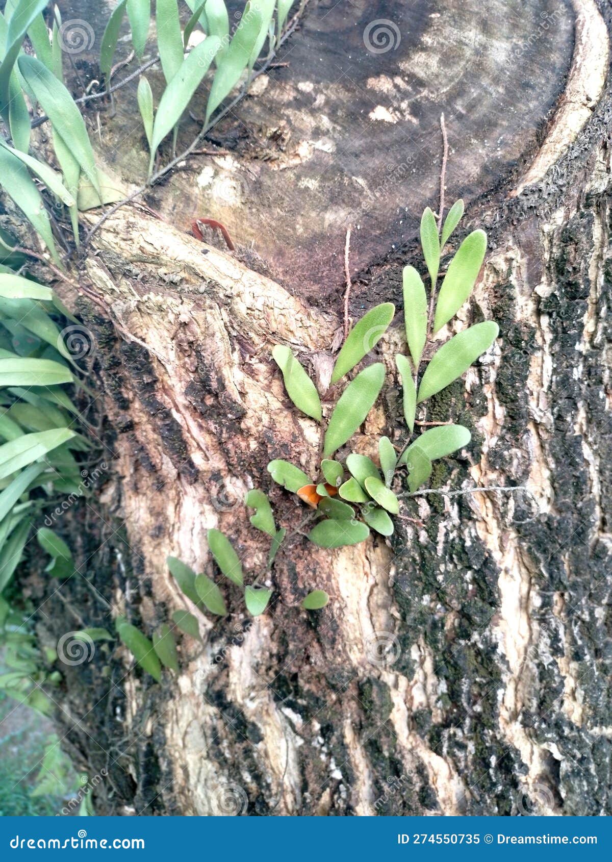 Small Parasites Stick To Big Trees in the Afternoon Stock Image - Image ...