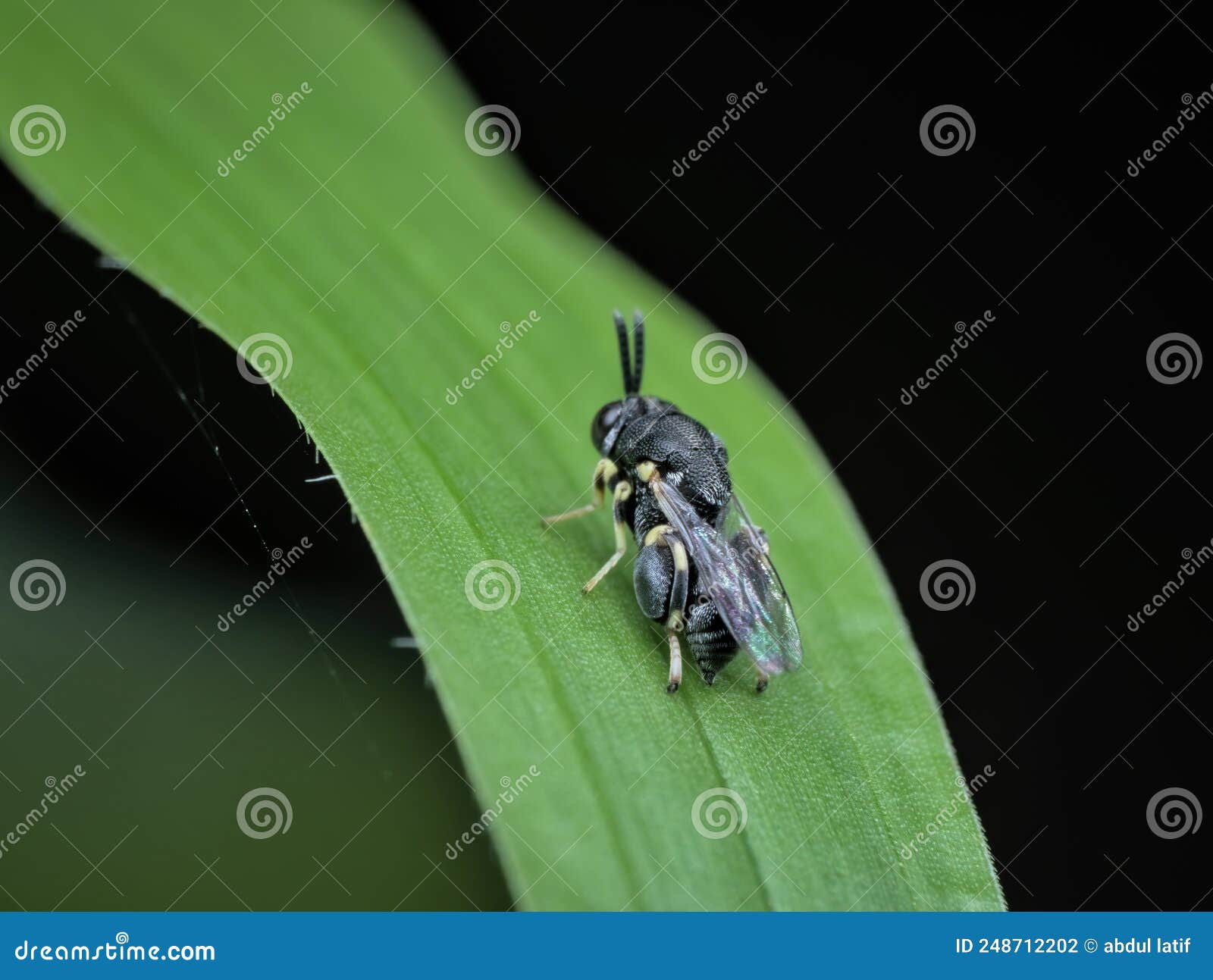Small Parasitic Wasps on the Grass from Back View Stock Photo - Image ...