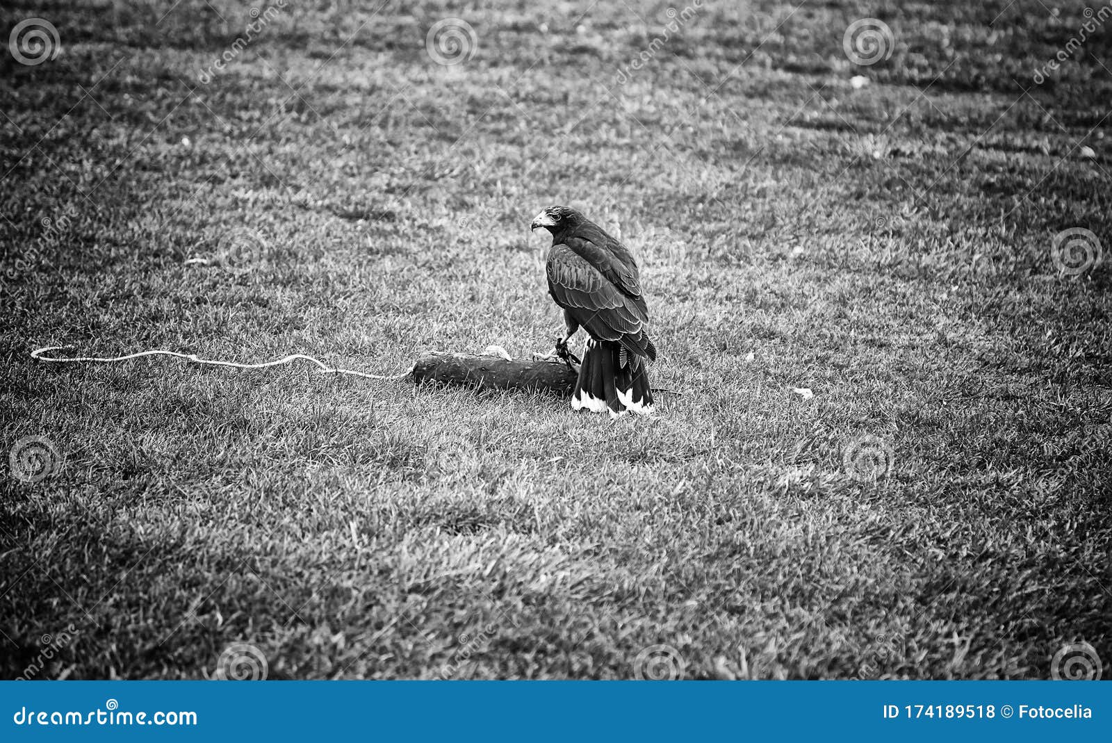 Small park eagle stock photo. Image of natural, close - 174189518