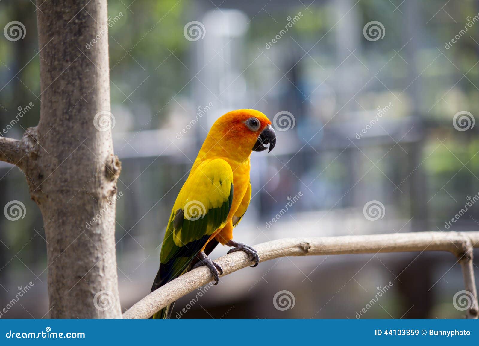 Small parrot stock image. Image of tropical, nature, bird - 44103359
