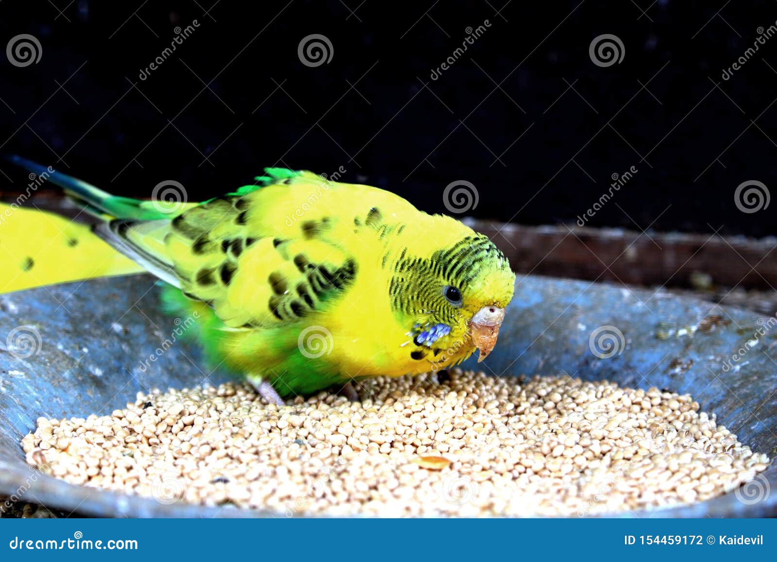 Small parrot eating bean stock photo. Image of color - 154459172