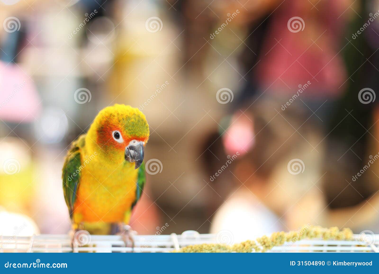Small Parrot stock photo. Image of wild, cage, colored - 31504890