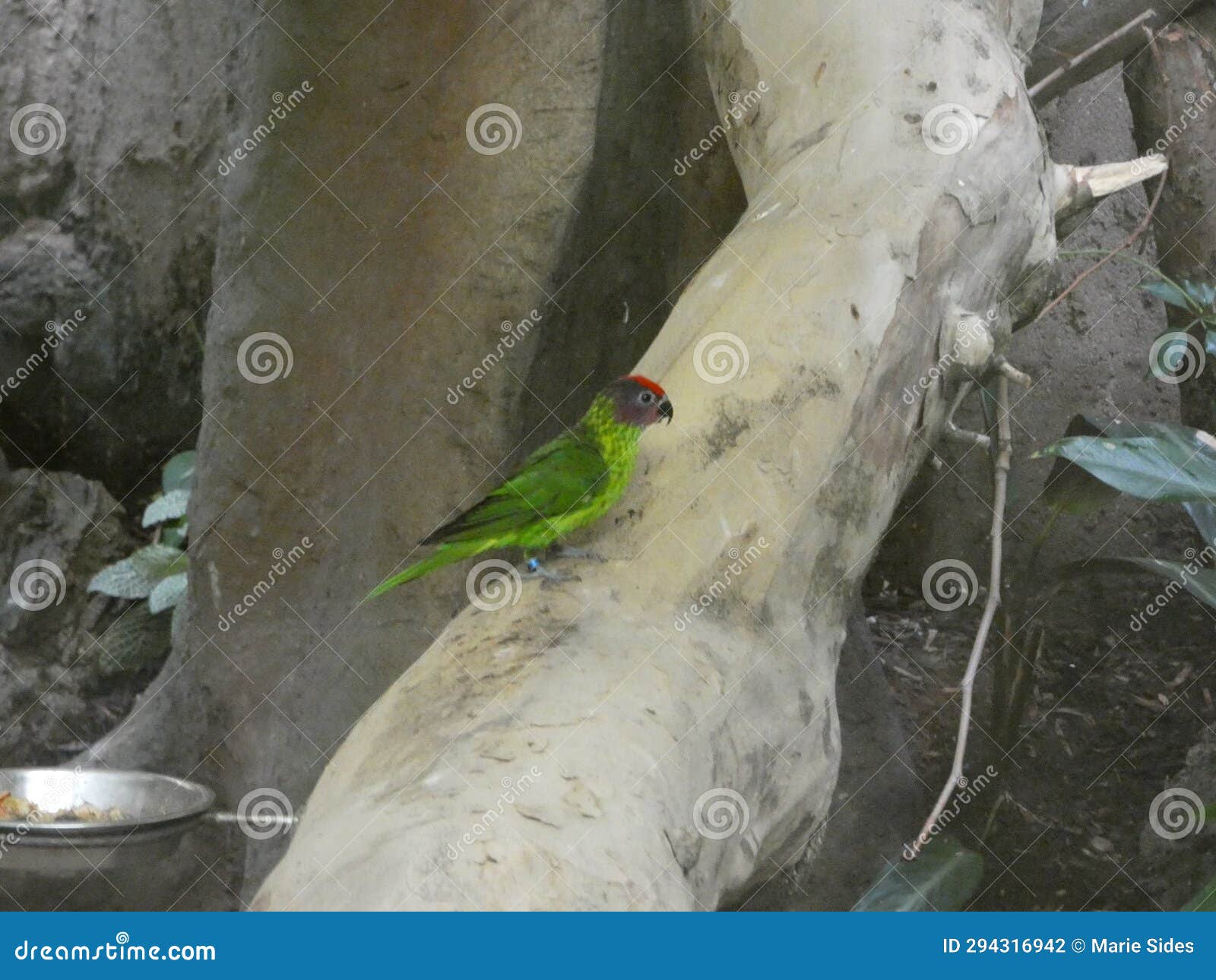 A small parrot stock photo. Image of wing, small, bird - 294316942