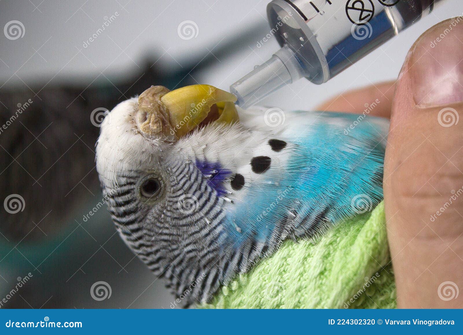 A Small Parrot is Treated through a Syringe Stock Photo - Image of ...