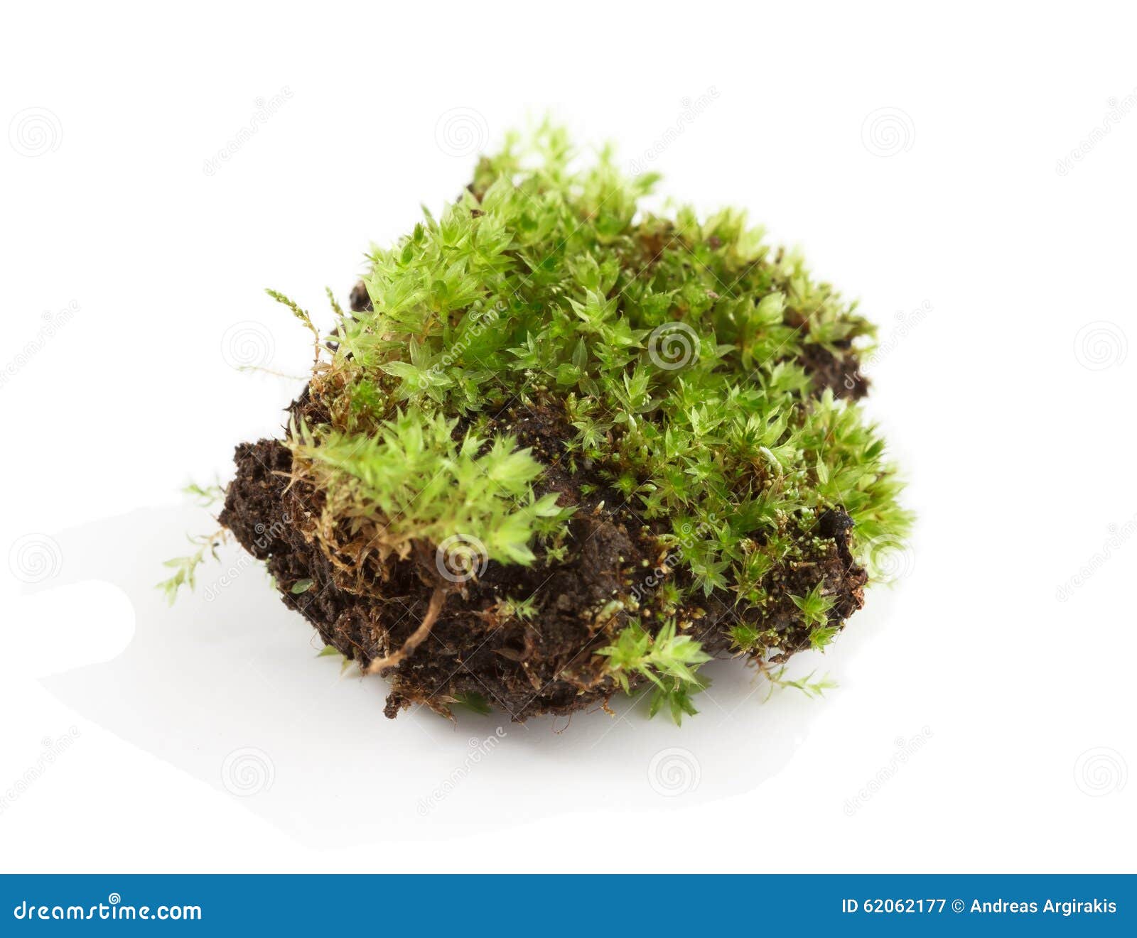 Small Part of Moss Against a White Background Stock Image - Image of ...