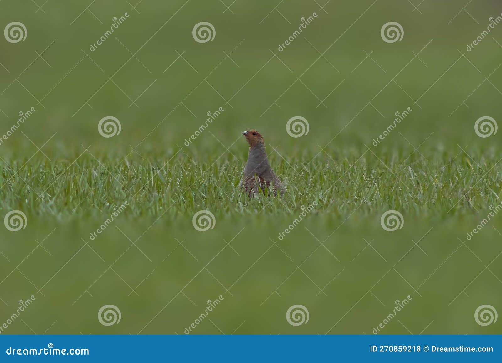 A Small Partridge Looks Out of a Green Wheat Field in Spring Stock ...