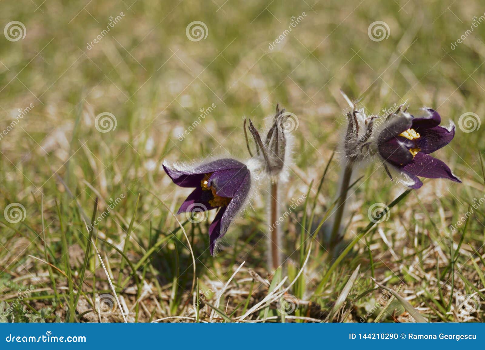 Small Pasque Flower, Pulsatilla Pratensis Stock Photo - Image of flower ...