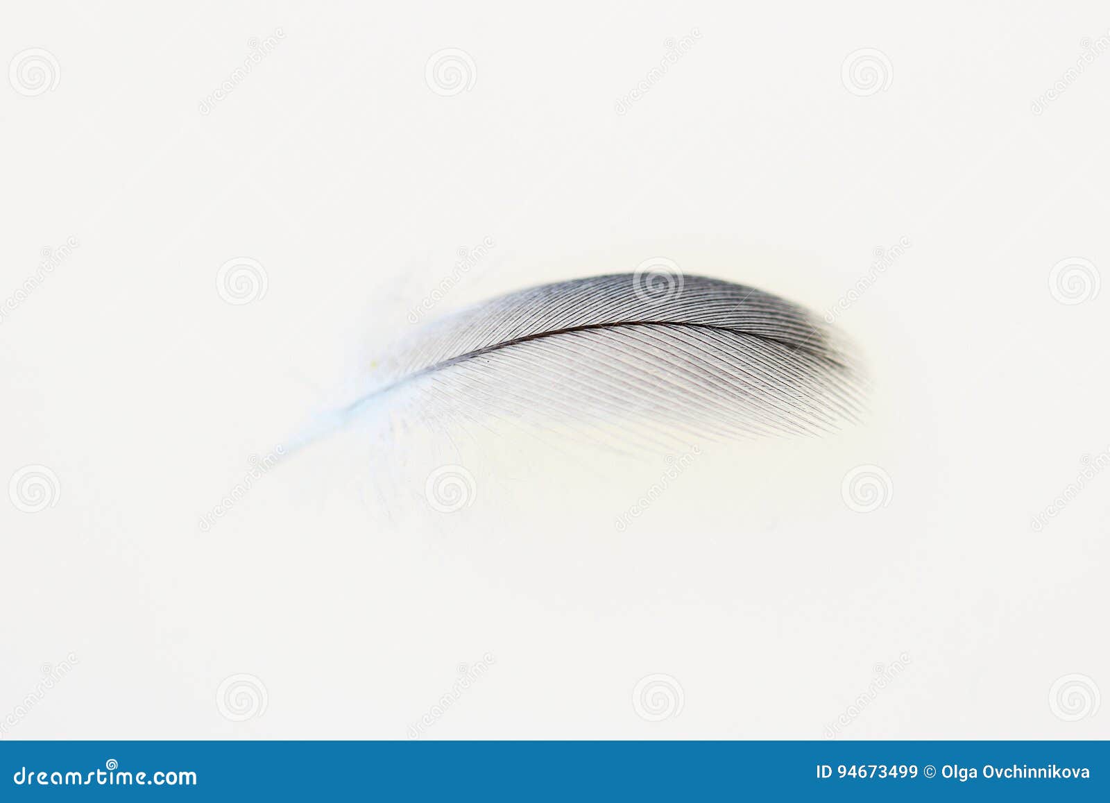 Small Passerine Feather on a White Background. Macro Stock Image ...