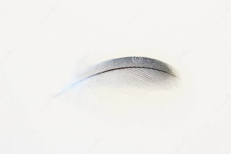 Small Passerine Feather on a White Background. Macro Stock Image ...
