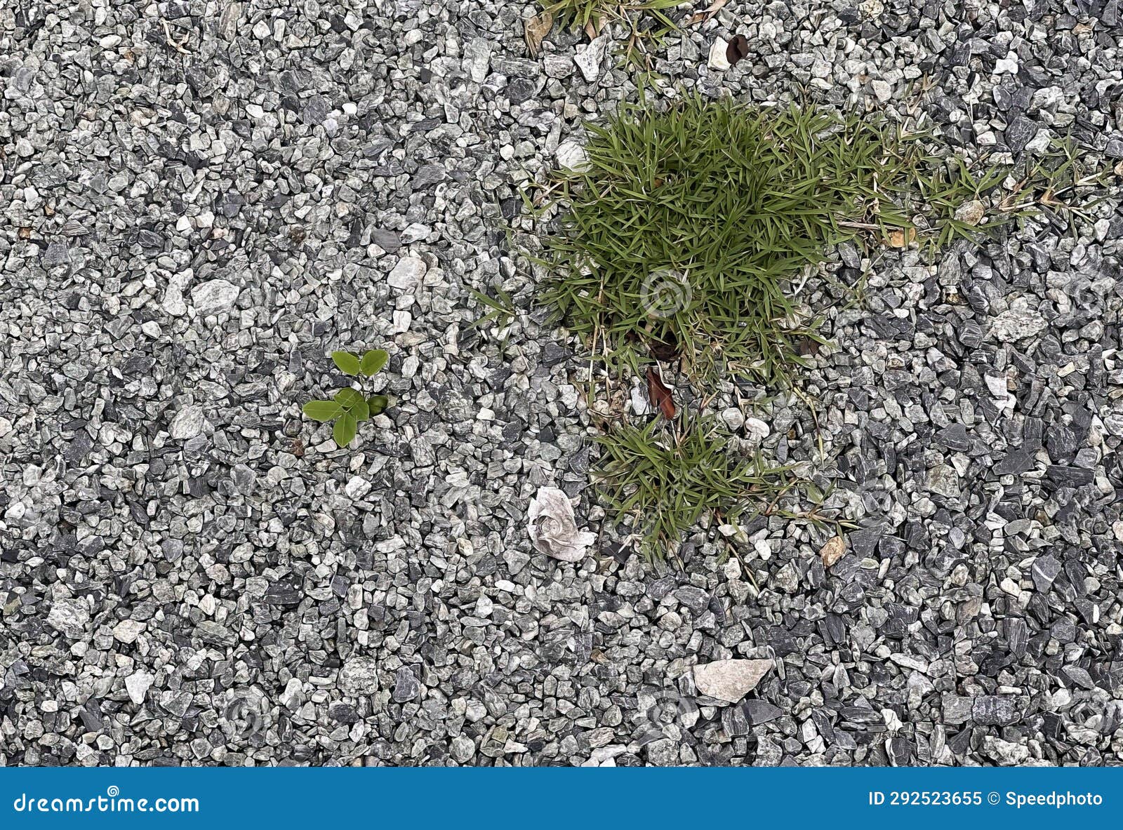A Small Patch of Grass Growing in the Gravel Stock Image - Image of ...