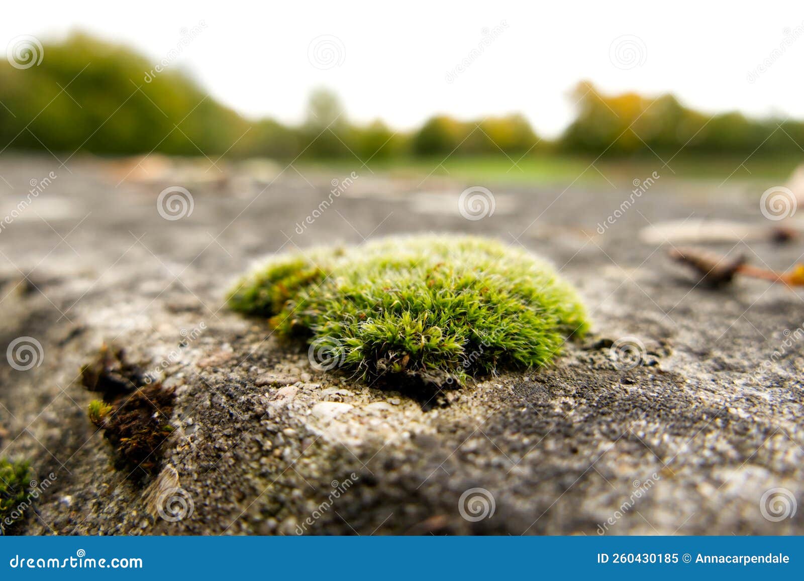 A Small Patch of Moss Growing on a Weathered Concrete Wall Stock Image ...