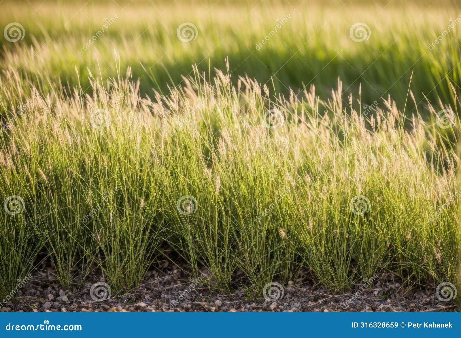 A Small Patch of Tall Grasses in a Meadow Serving As a Microhabitat for ...