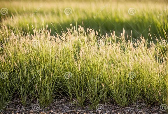 A Small Patch of Tall Grasses in a Meadow Serving As a Microhabitat for ...